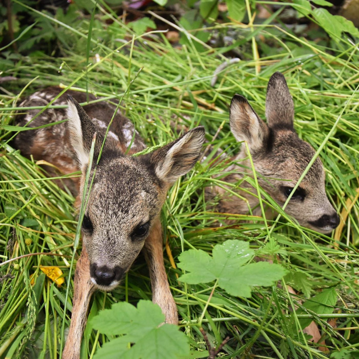 Geoportal.ch | Geoinfo